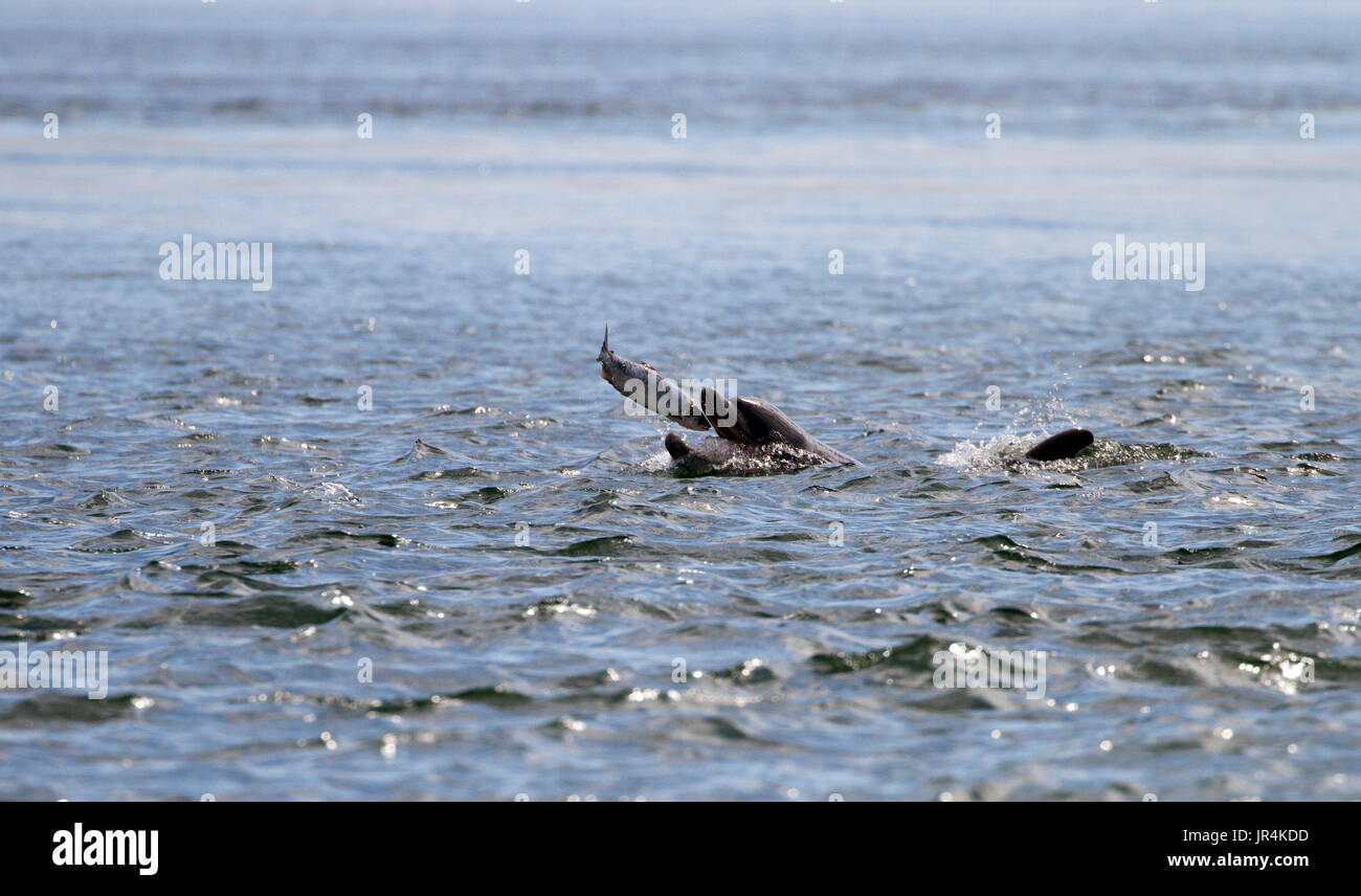 Bottlenose dolphin catching fish in the Moray Firth, Scotland Stock ...