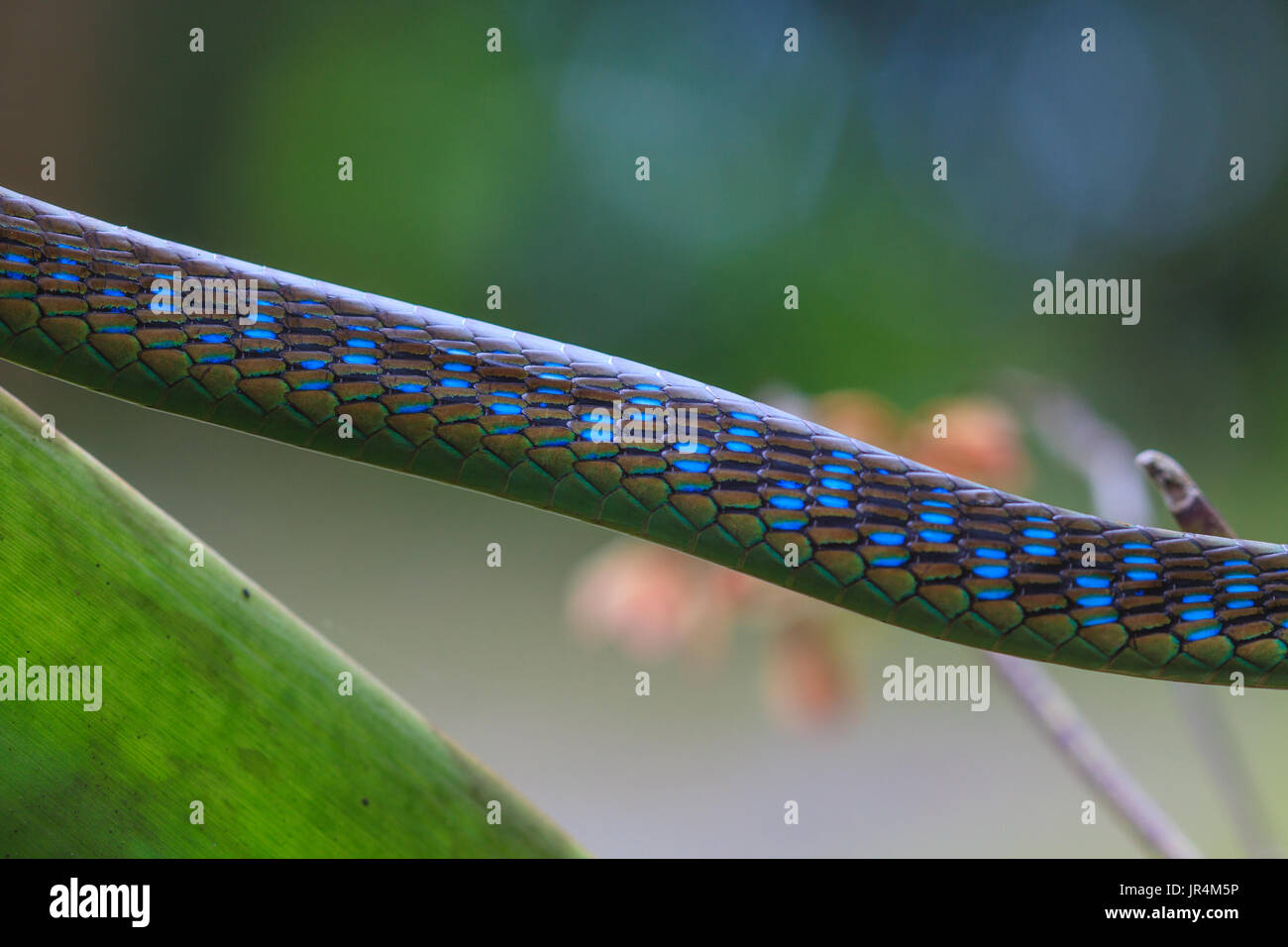 Macro of Painted bronzeback snake (Dendrelaphis pictus Stock Photo - Alamy