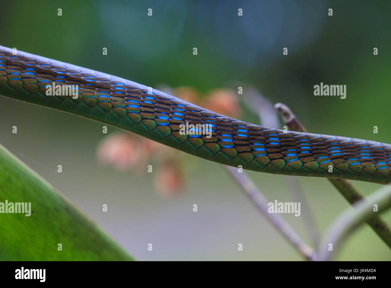 Macro of Painted bronzeback snake (Dendrelaphis pictus Stock Photo - Alamy