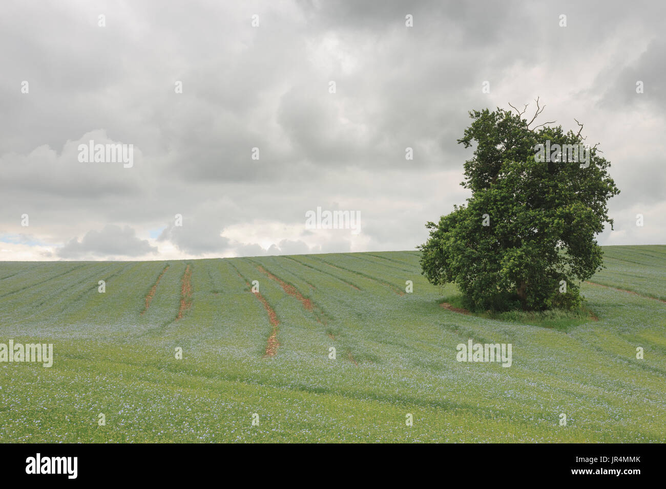 Linseed field hi-res stock photography and images - Alamy