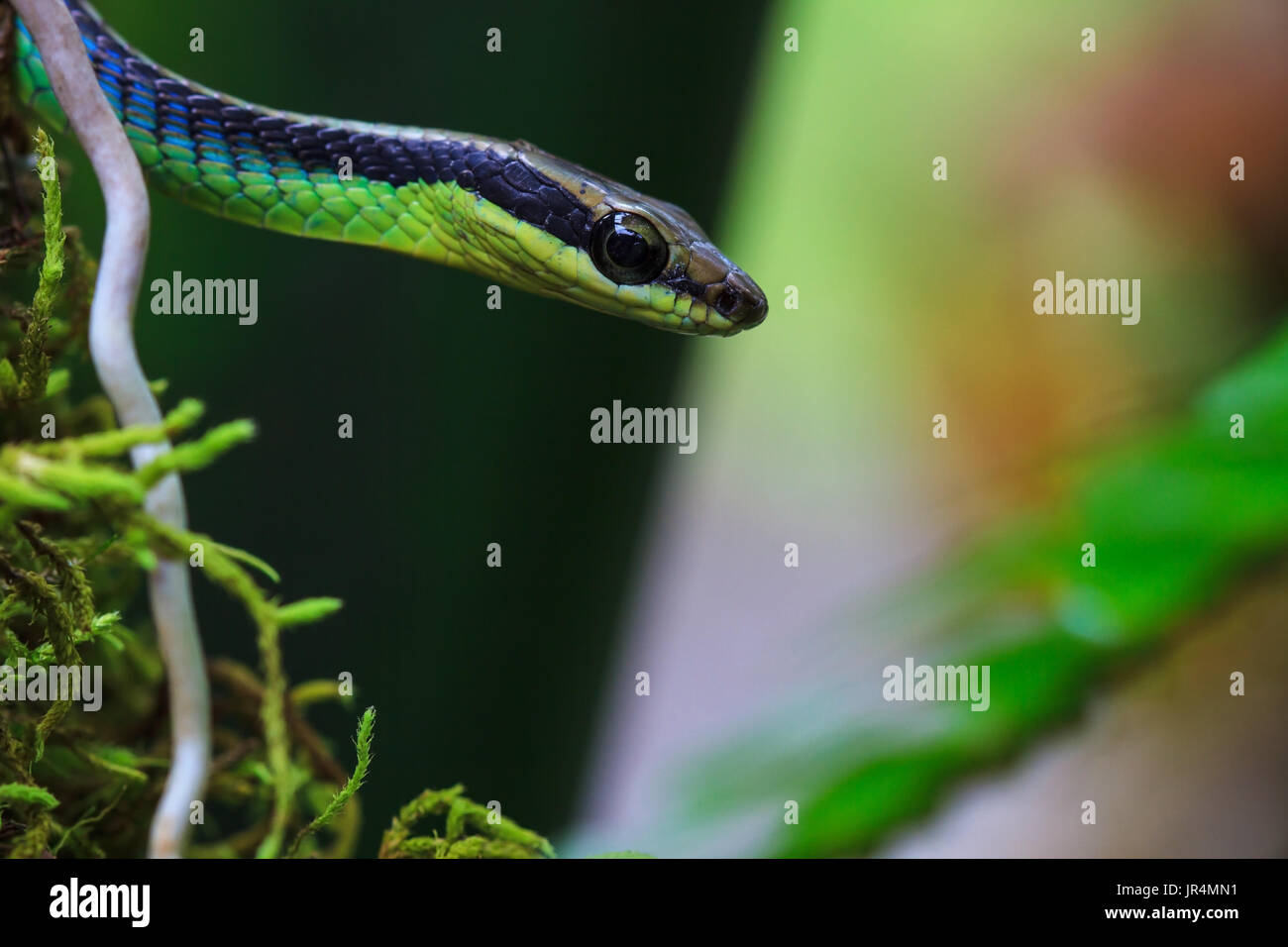 Macro of Painted bronzeback snake (Dendrelaphis pictus Stock Photo - Alamy