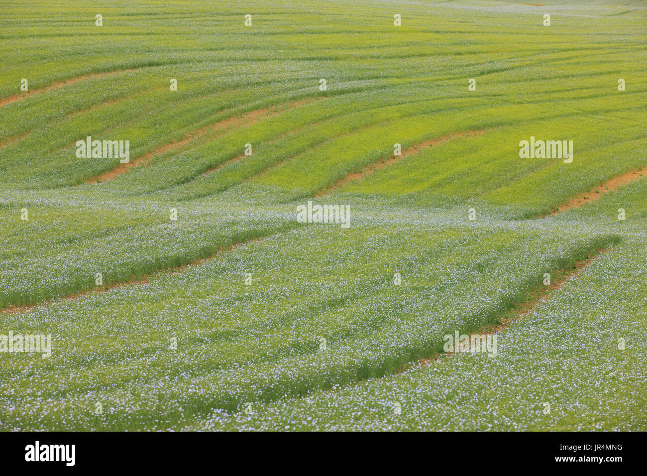 A crop field of Linseed Stock Photo - Alamy