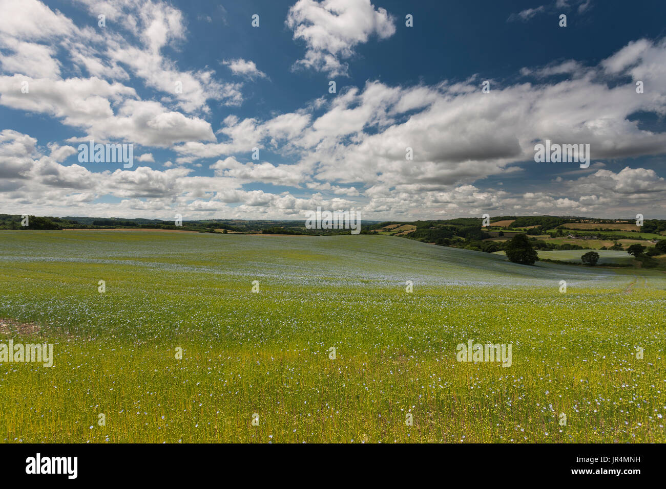 Linseed crop hi-res stock photography and images - Alamy