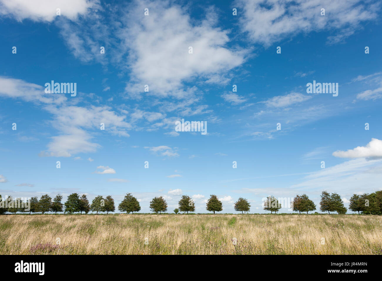 Horizon line trees hi-res stock photography and images - Alamy