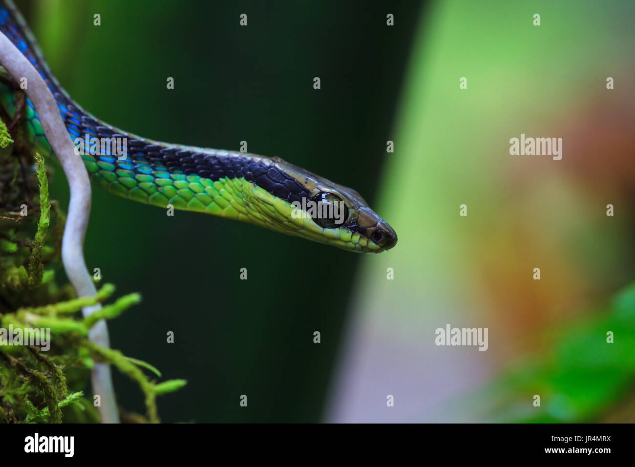 Macro of Painted bronzeback snake (Dendrelaphis pictus Stock Photo - Alamy