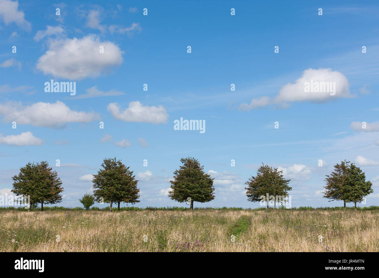 Horizon line trees hi-res stock photography and images - Alamy