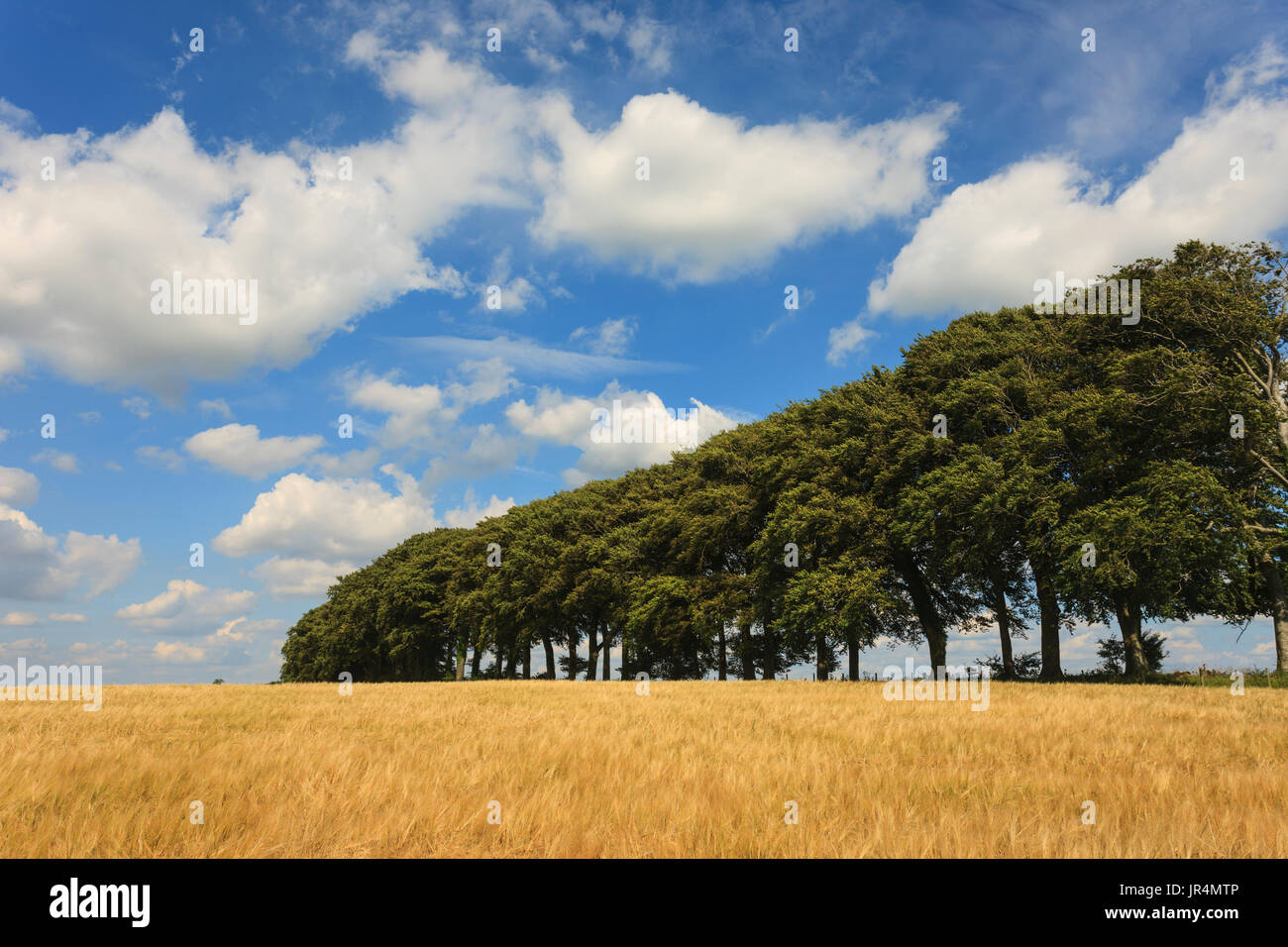 A row of Beech Trees at the edge of a Barley Field Stock Photo - Alamy
