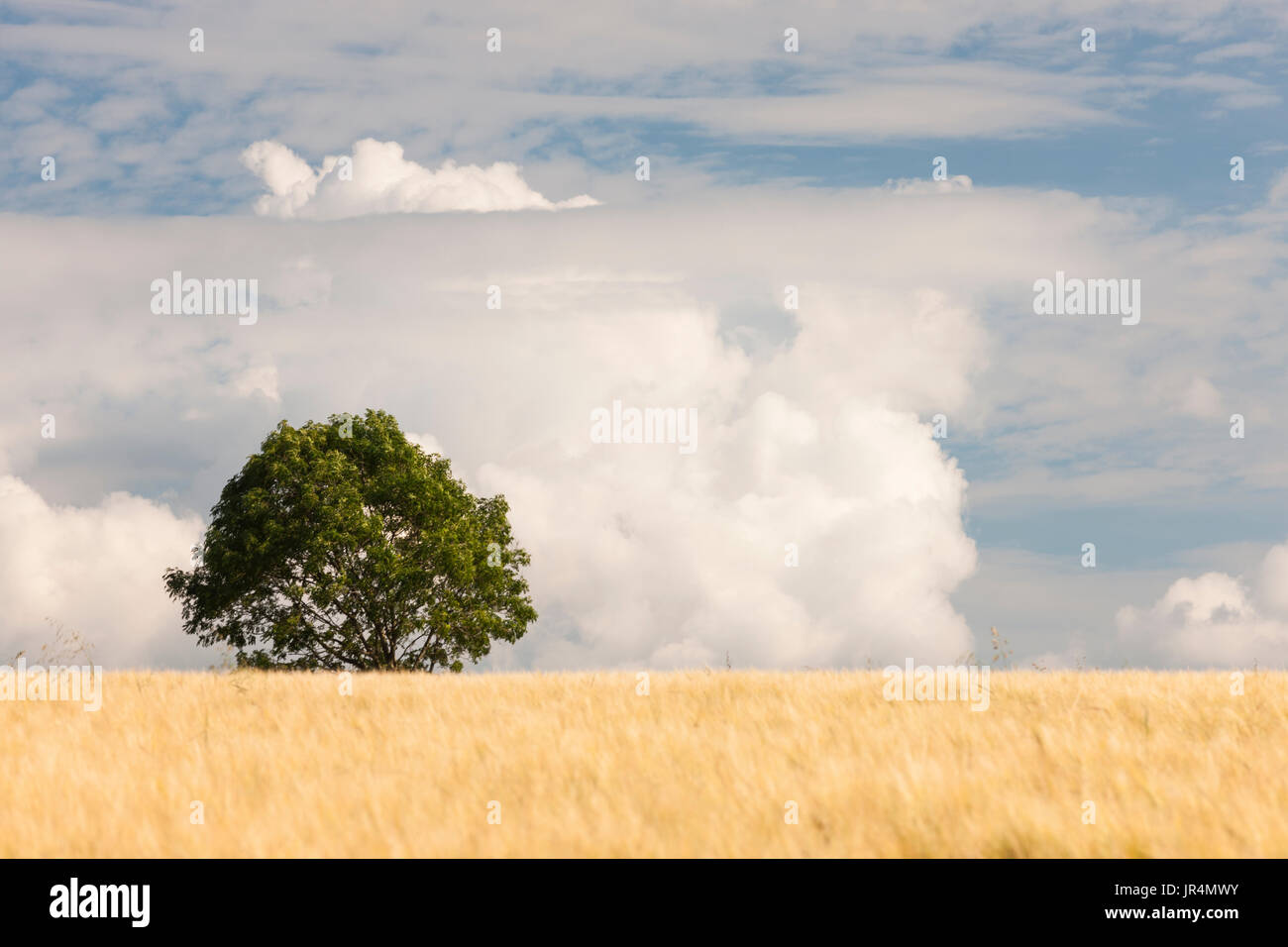 A lone tree on the horizon Stock Photo - Alamy