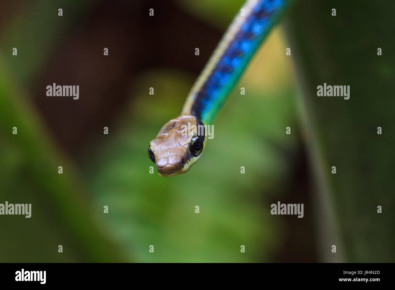 Macro of Painted bronzeback snake (Dendrelaphis pictus Stock Photo - Alamy