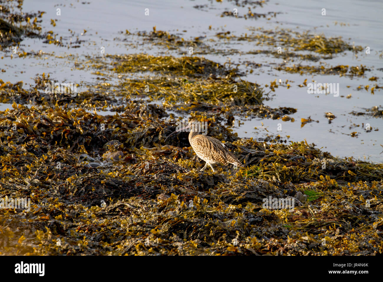 Seaweed foraging scotland hi-res stock photography and images - Alamy