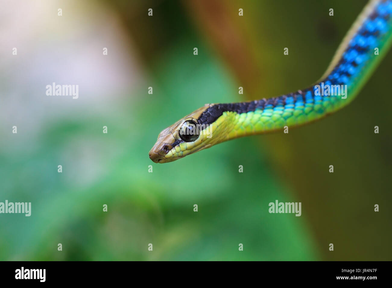 Macro of Painted bronzeback snake (Dendrelaphis pictus Stock Photo - Alamy