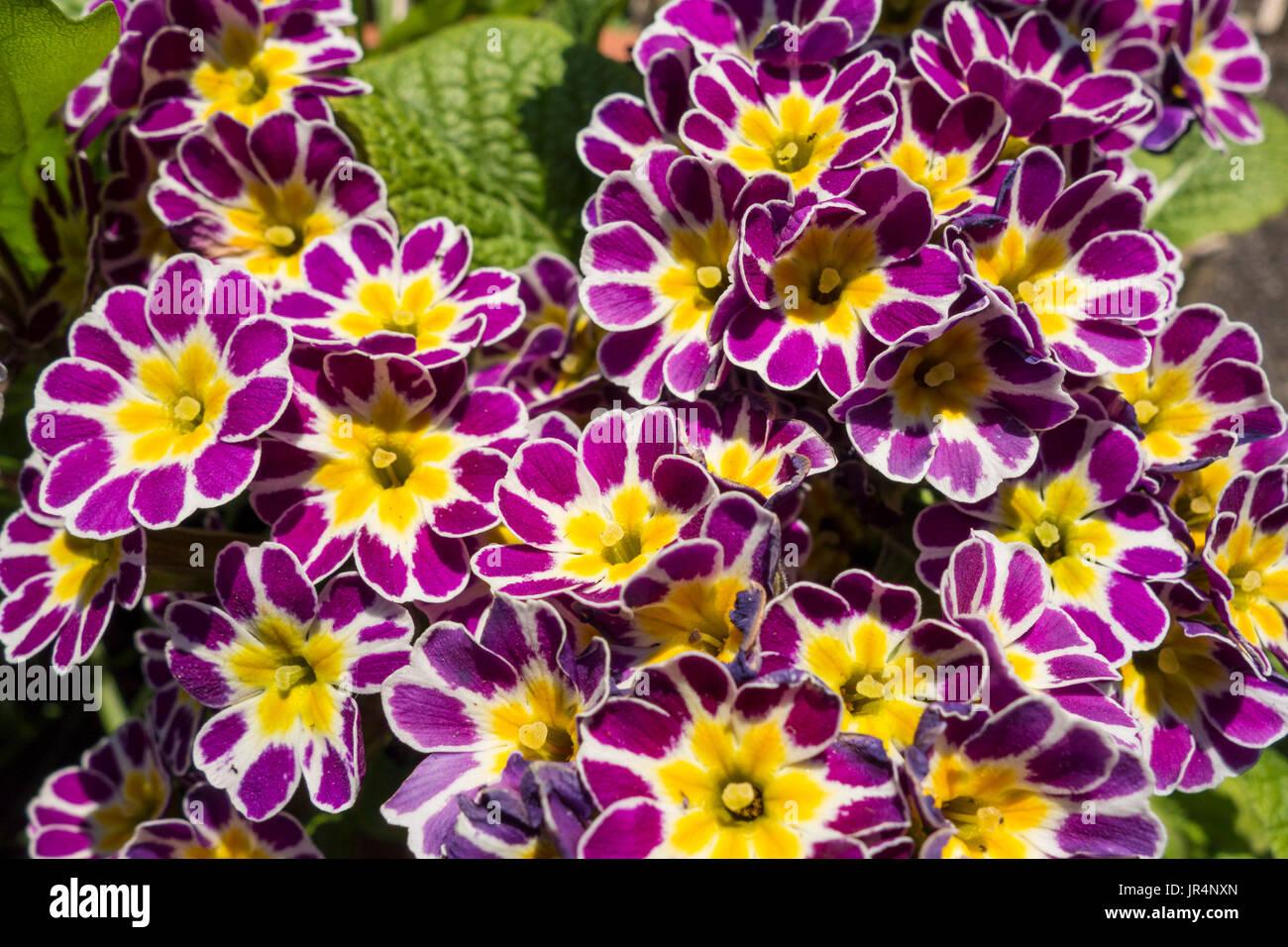 Primula Veris High Resolution Stock Photography and Images - Alamy