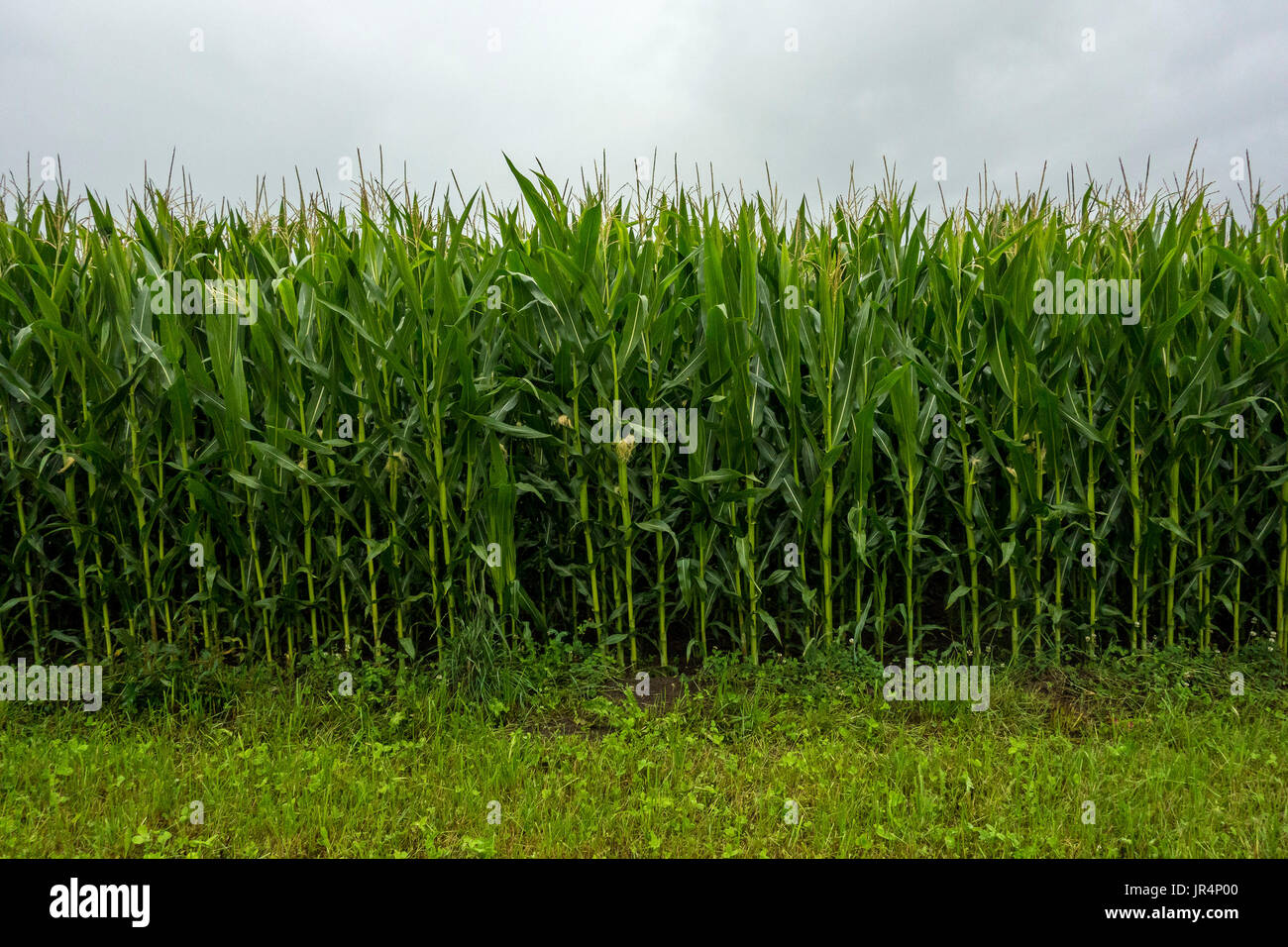 Cornfield plantation hi-res stock photography and images - Alamy