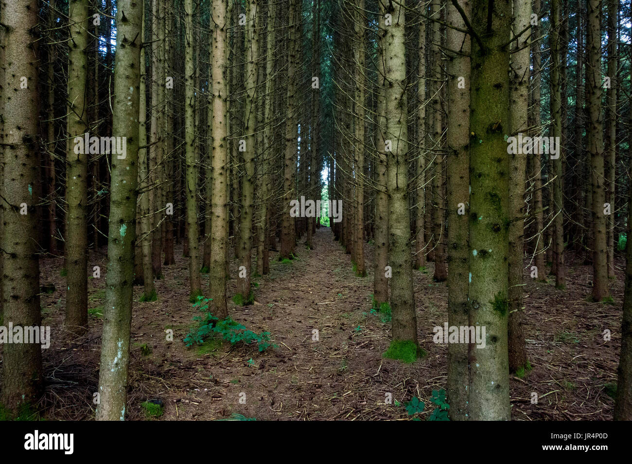 Monoculture hi-res stock photography and images - Alamy