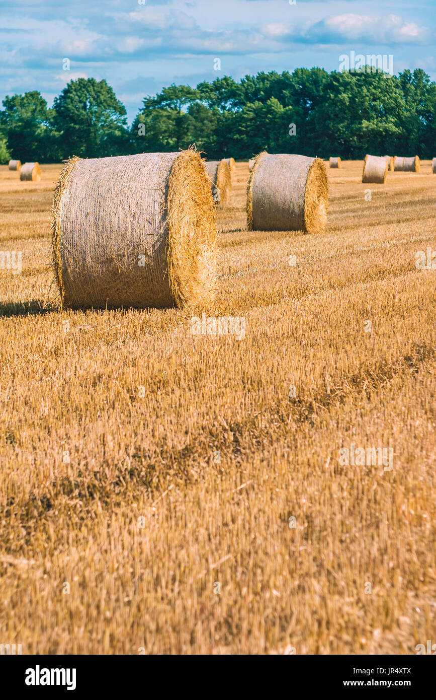 Hay bails harvesting in golden field landscape. Some green trees in ...