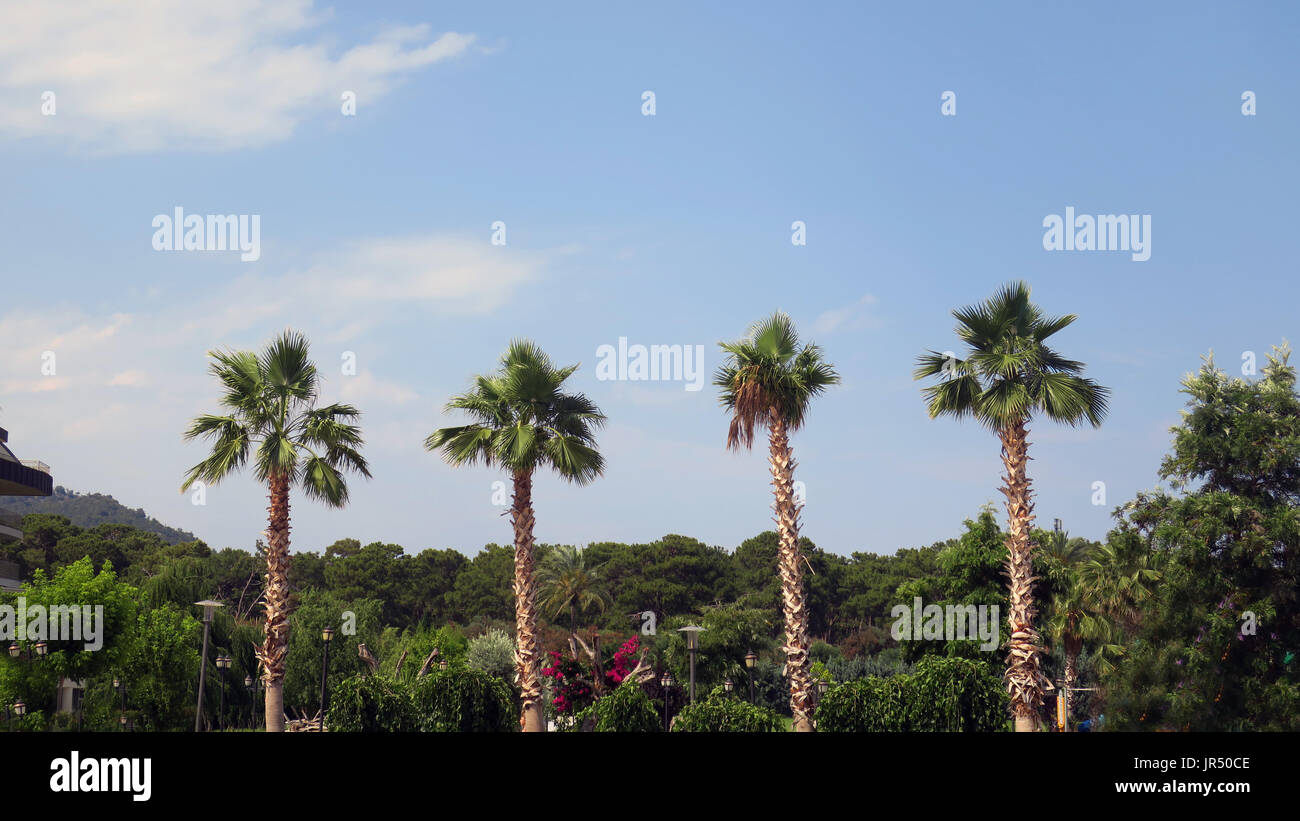 Turkey antalya palm tree hi-res stock photography and images - Alamy
