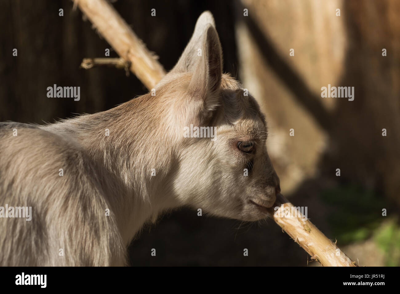 Goat keeping hi-res stock photography and images - Alamy