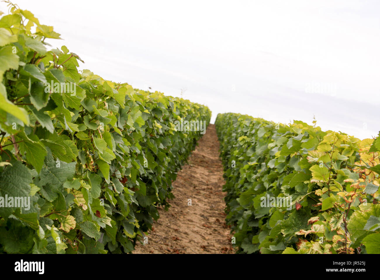 View of wine field and grape in Champagne hill in France Stock Photo ...