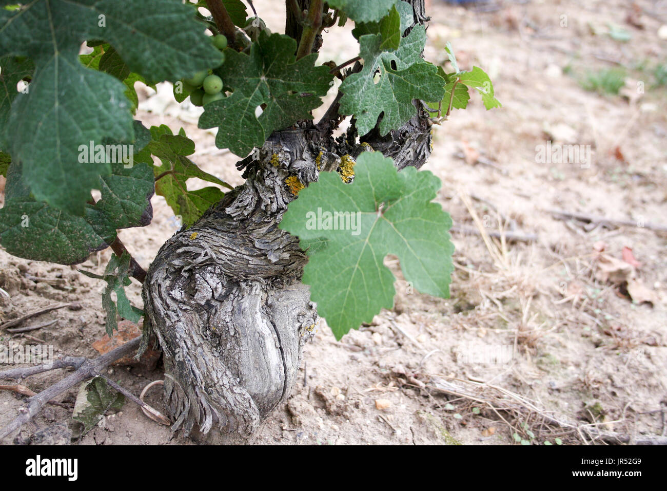 View of wine field and grape in Champagne hill in France Stock Photo ...