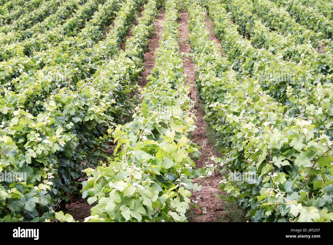 View of wine field and grape in Champagne hill in France Stock Photo ...