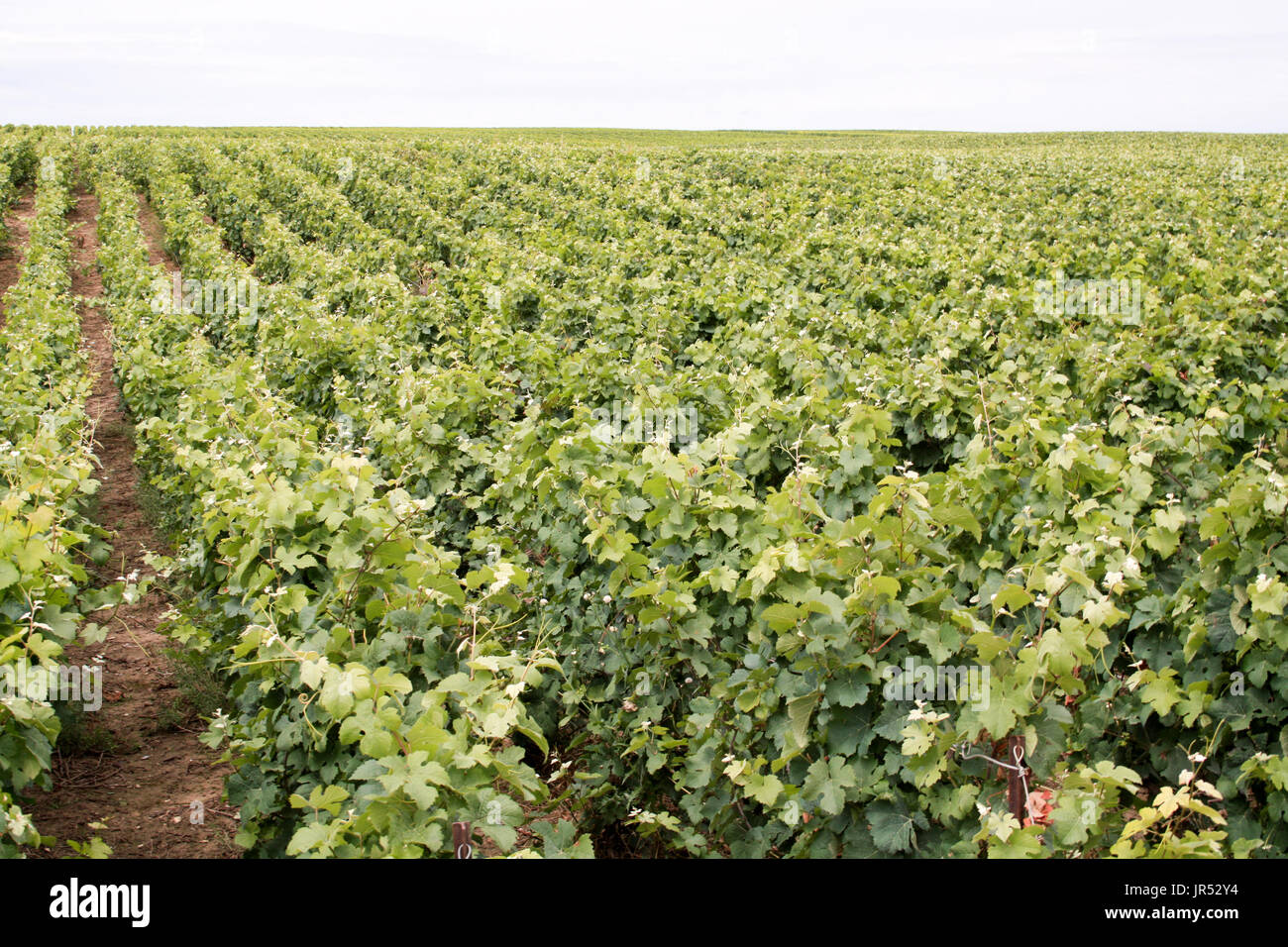 View of wine field and grape in Champagne hill in France Stock Photo ...