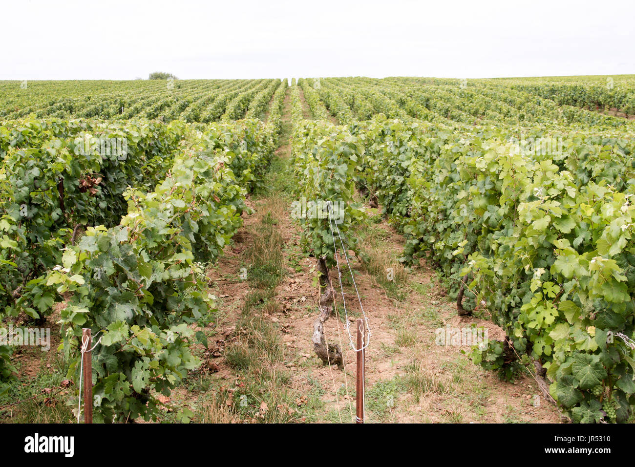View of wine field and grape in Champagne hill in France Stock Photo ...