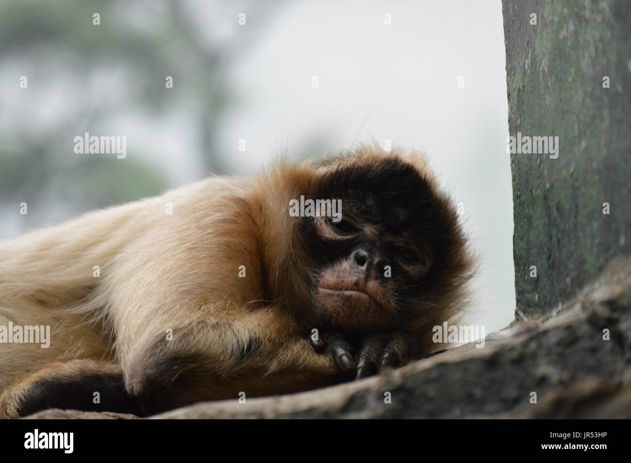 Monkey head hands hi-res stock photography and images - Alamy