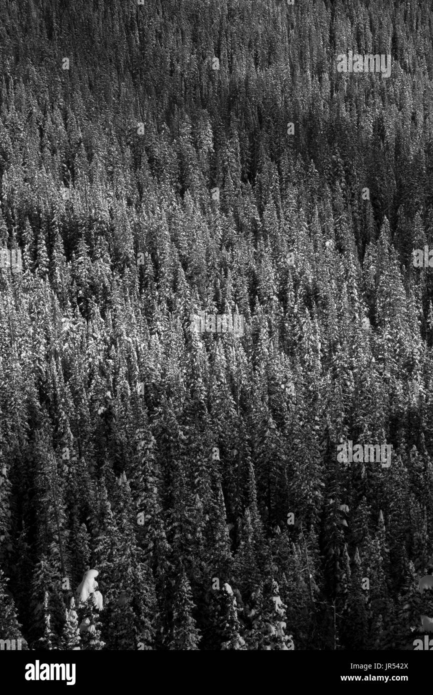 Pine trees Black and White Stock Photos & Images - Alamy