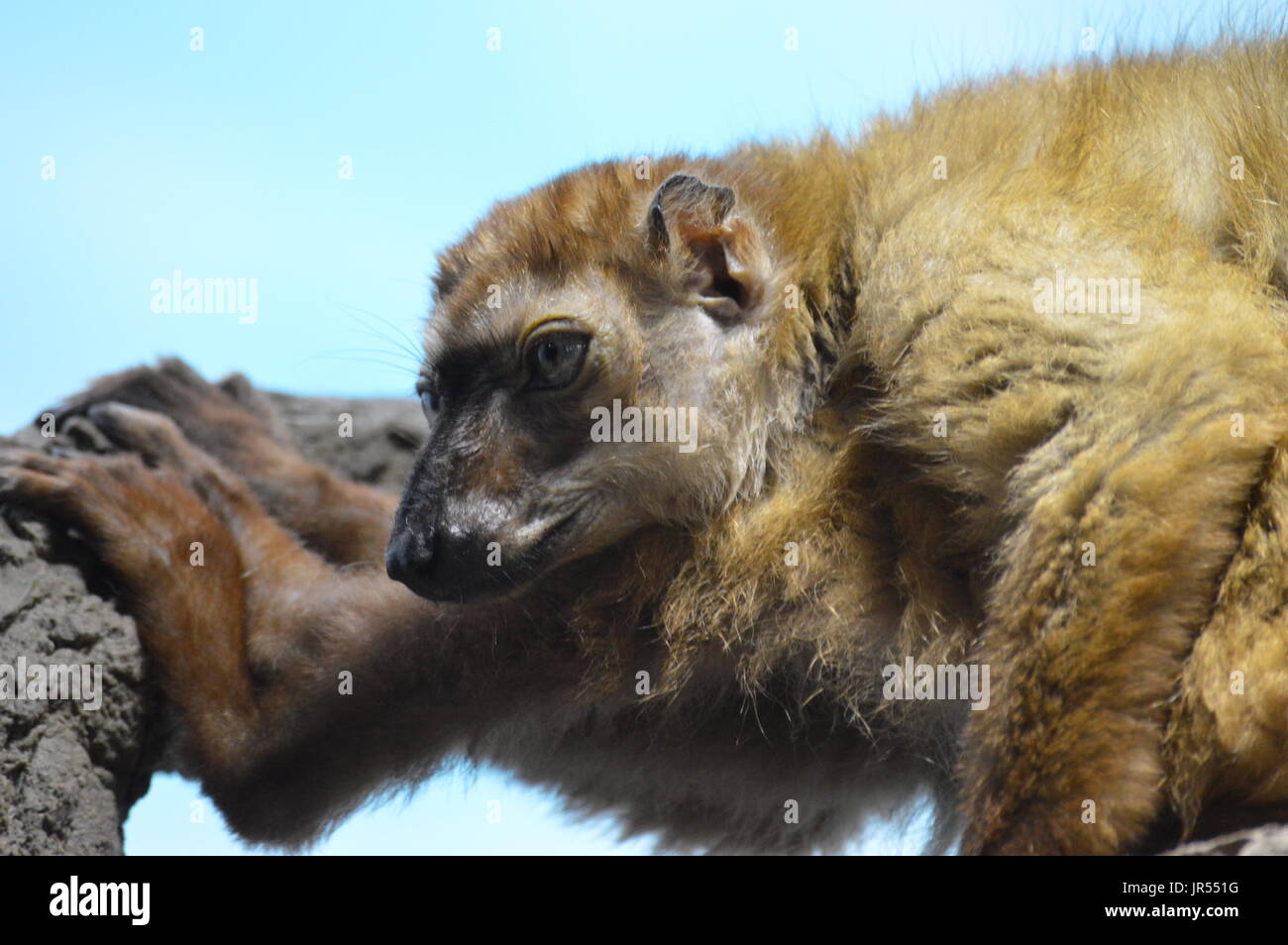 Blue Eyed Lemur Stock Photo - Alamy