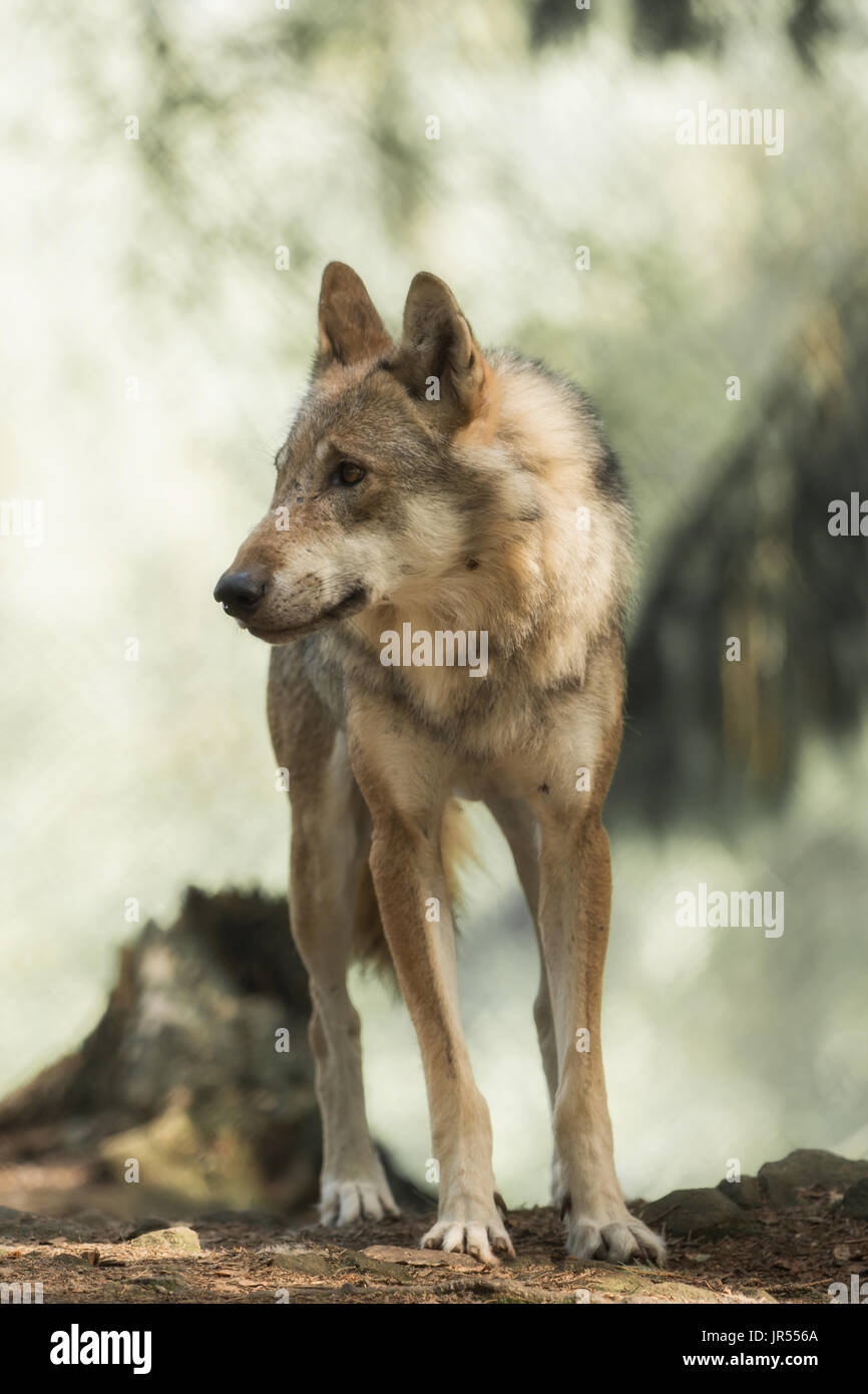 Hungry Wolf High Resolution Stock Photography and Images - Alamy