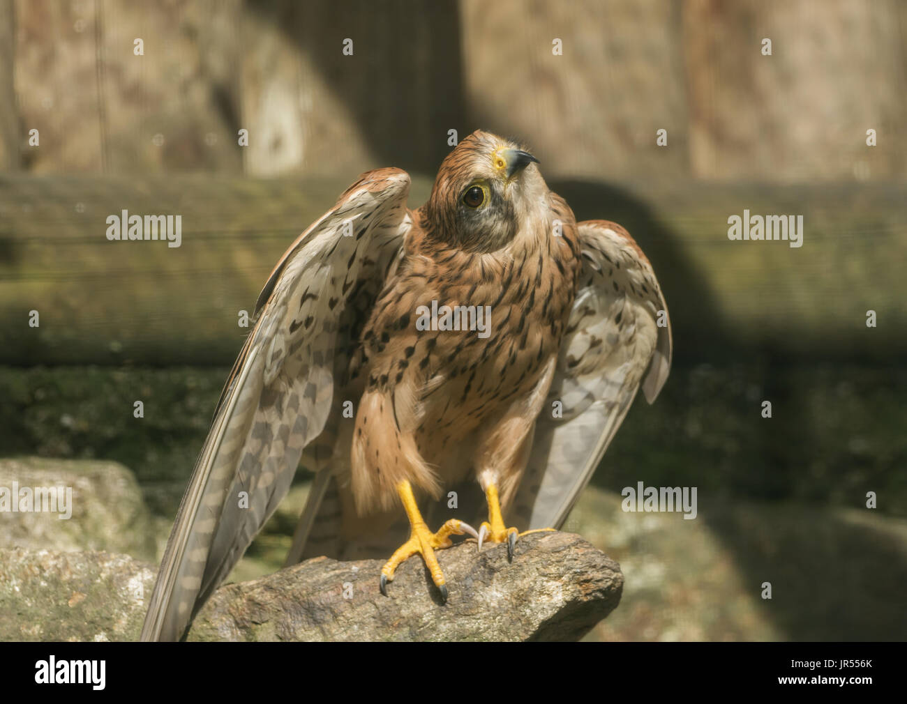 Tower Falcon High Resolution Stock Photography and Images - Alamy