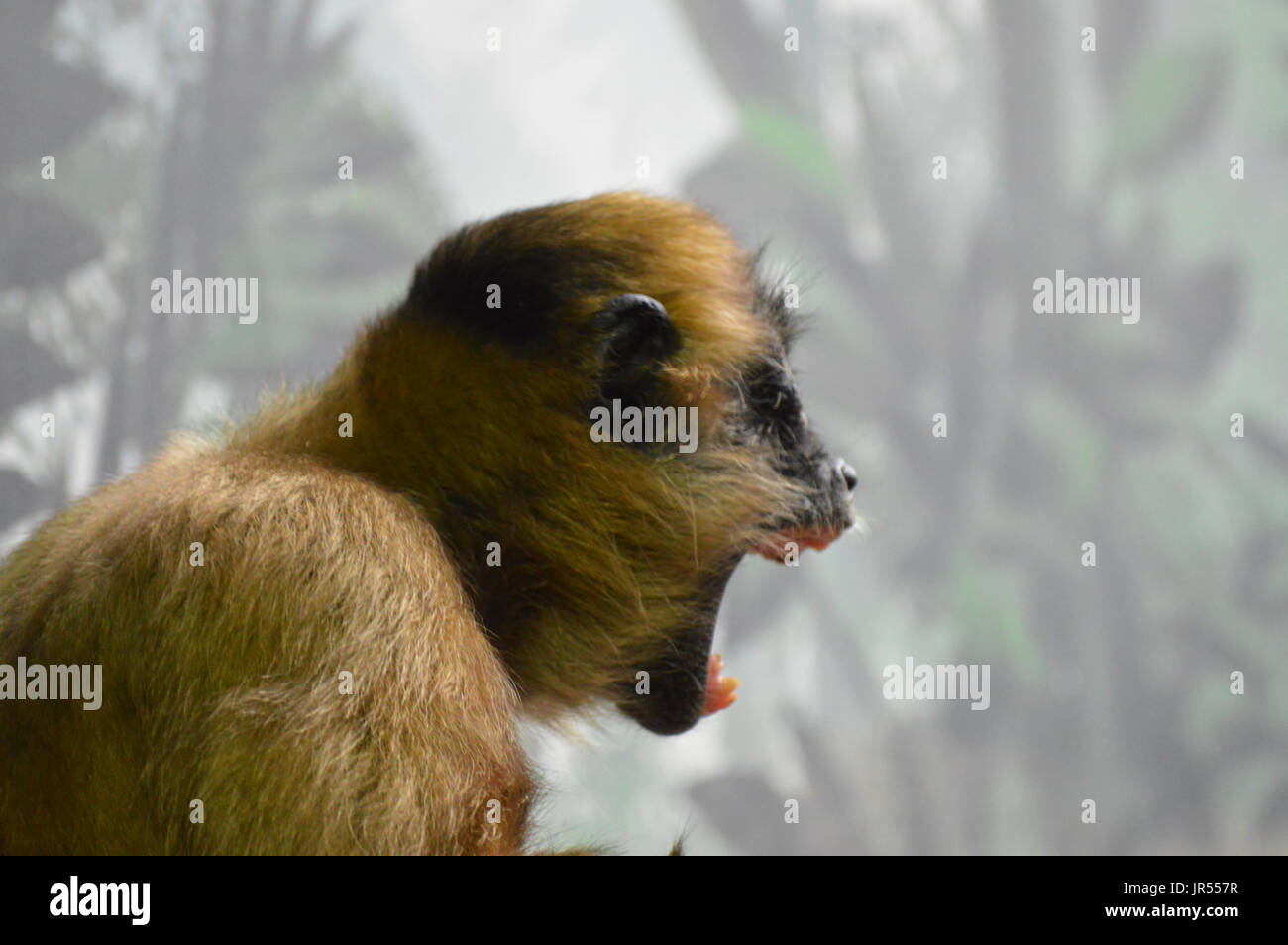 Primate facial expression hi-res stock photography and images - Alamy