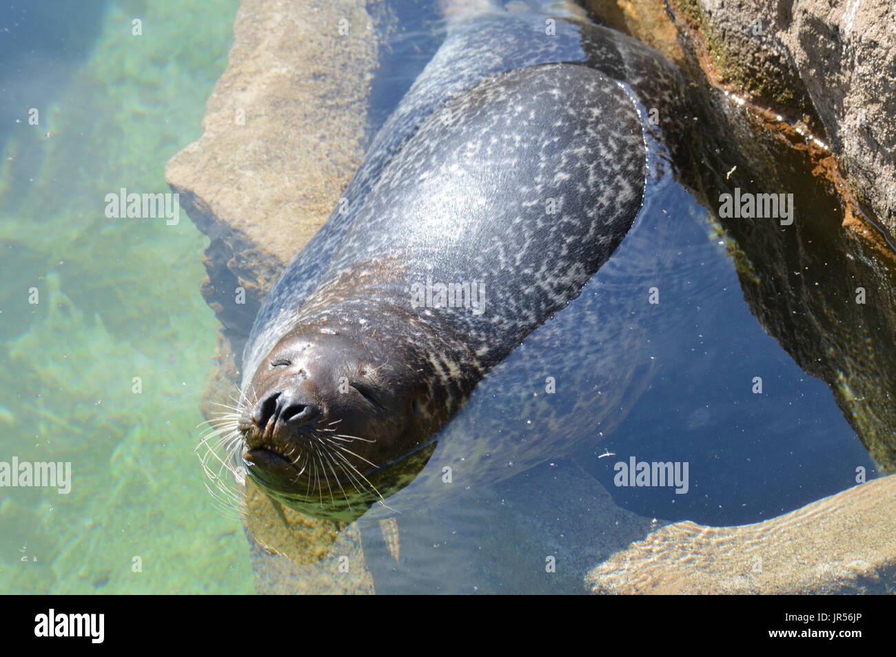 Surfacing seal hi-res stock photography and images - Alamy