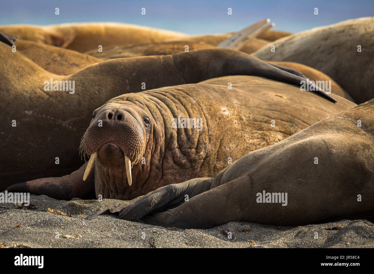 Walrus flipper hi-res stock photography and images - Alamy
