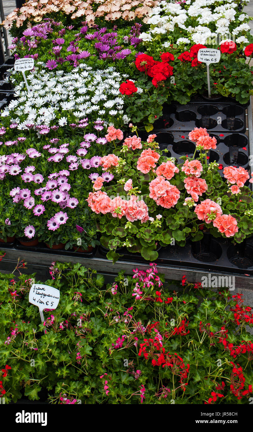 Kouter hi-res stock photography and images - Alamy