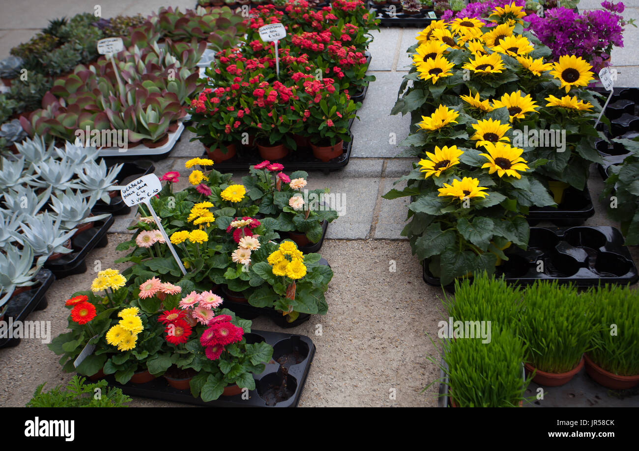 Ghent market flower kouter hi-res stock photography and images - Alamy