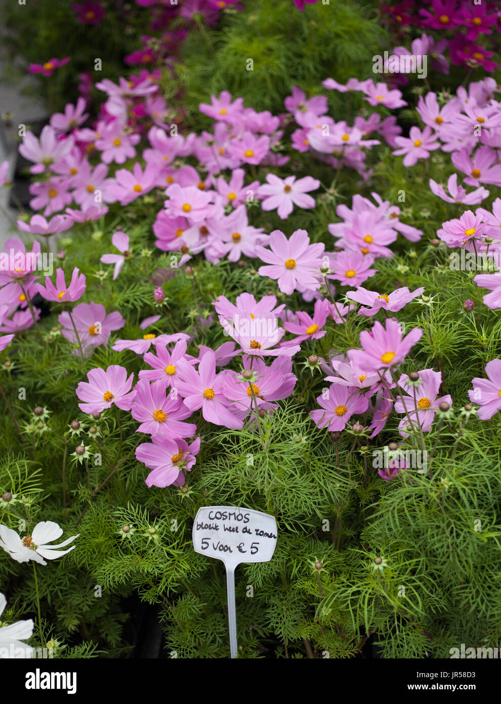 Beautiful pink flowers selling at flower market Kouter in Ghent Stock ...