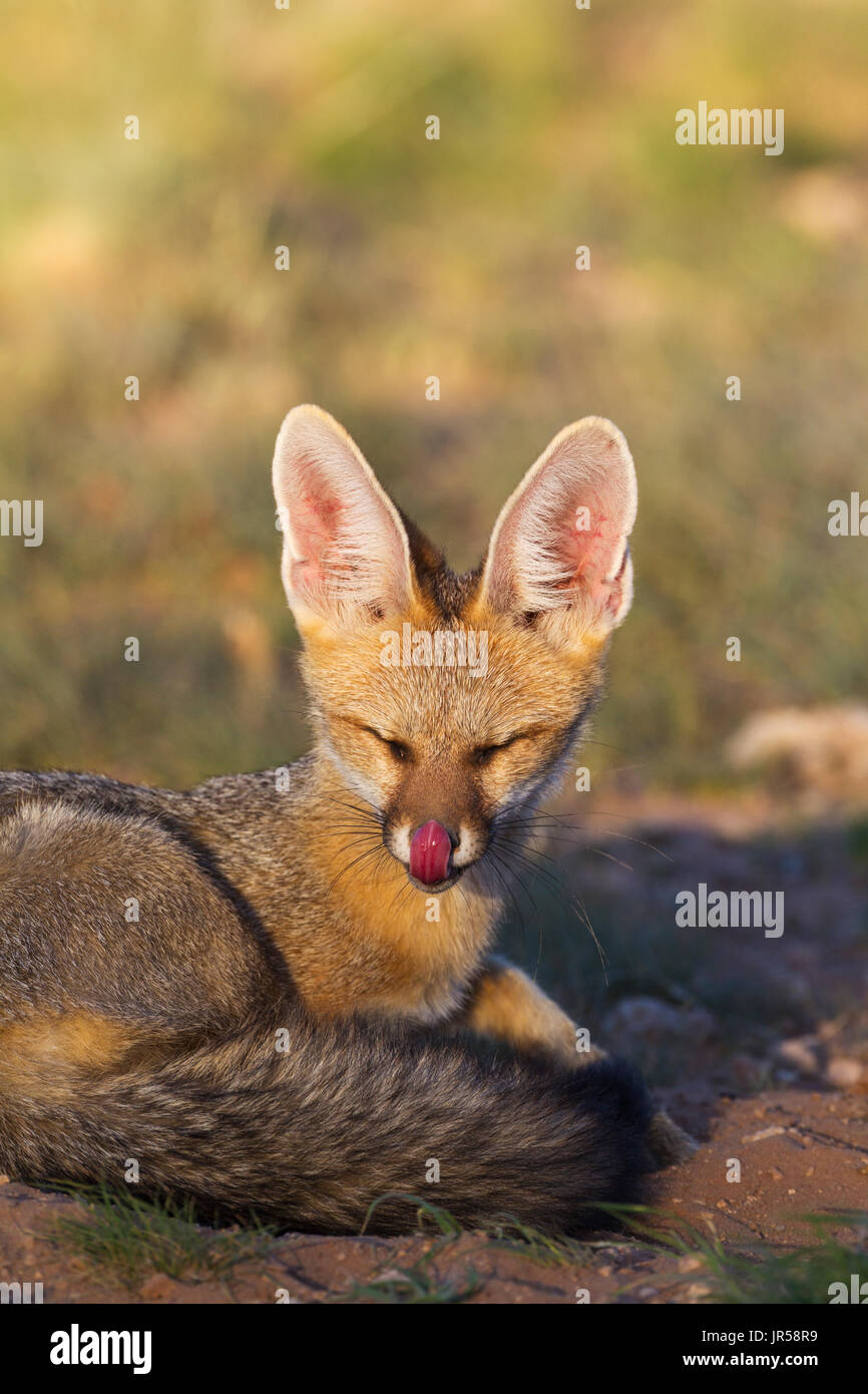 Cape Fox (Vulpes chama), resting at its burrow, is about to yawn ...