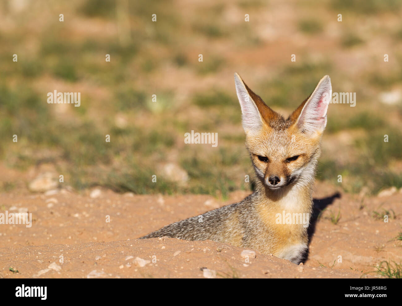 Cape Fox (Vulpes chama), resting at its burrow, portrait, Kalahari ...