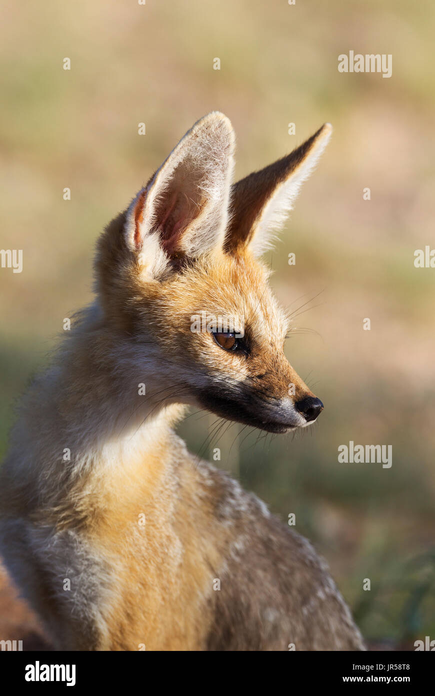 Cape Fox (Vulpes chama), portrait, Kalahari Desert, Kgalagadi ...