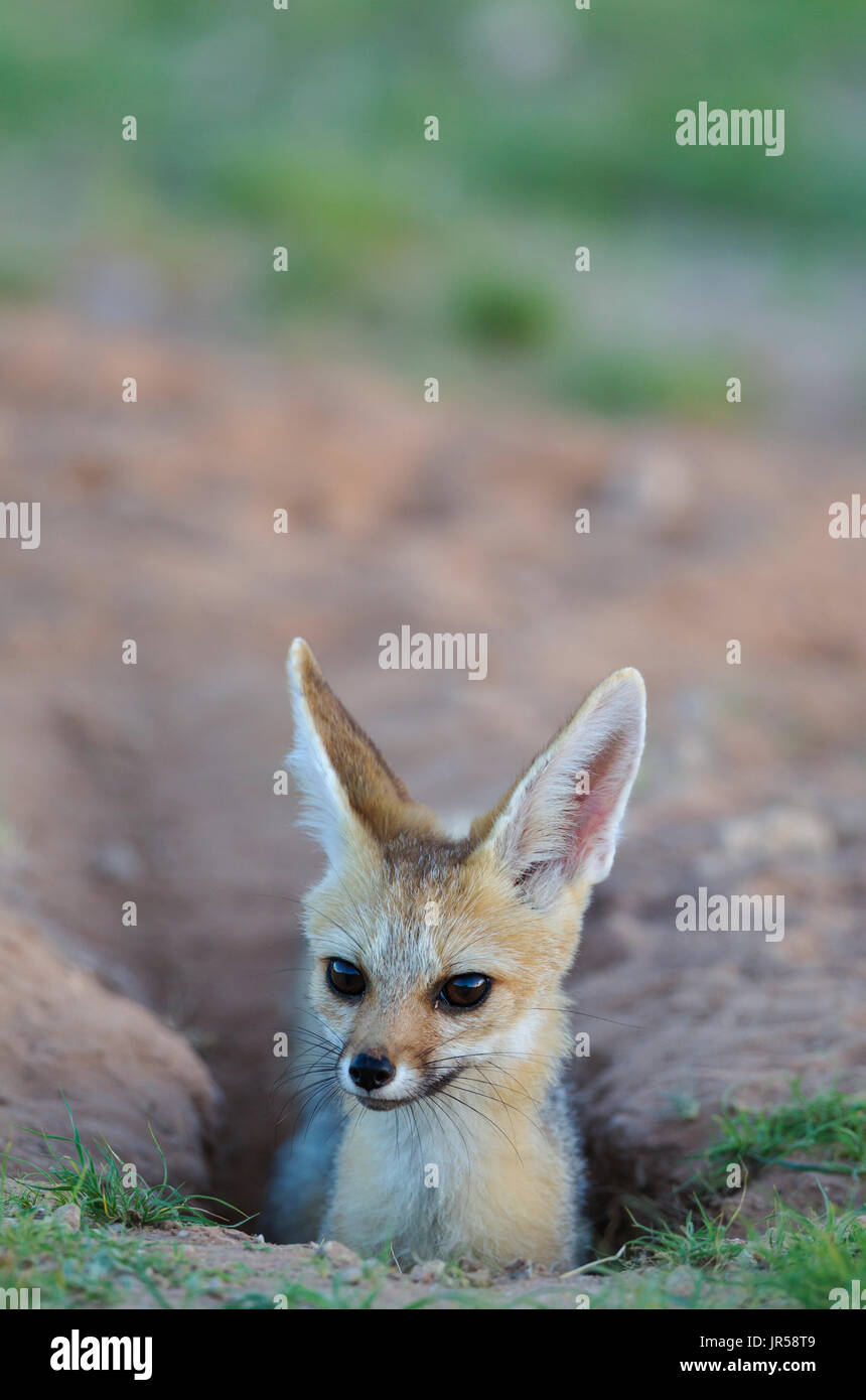 Cape Fox (Vulpes chama), at its burrow, Kalahari Desert, Kgalagadi ...