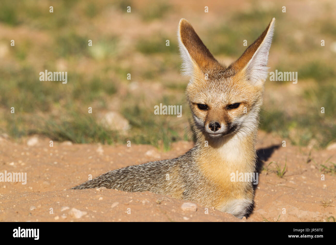 Cape Fox (Vulpes chama), resting at its burrow, portrait, Kalahari ...