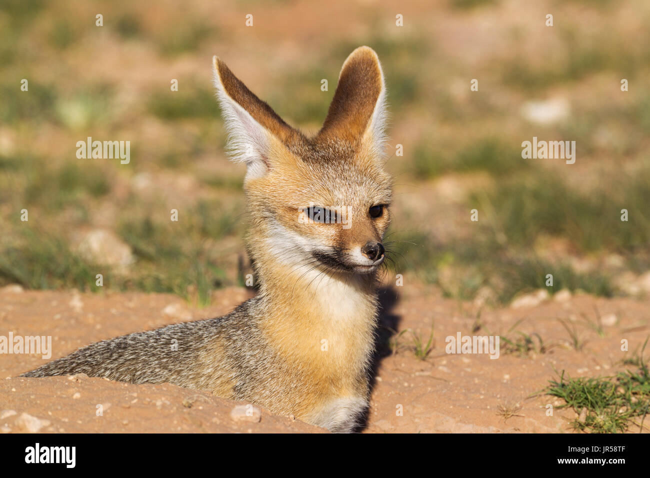 Kapfuchs (Vulpes chama), resting at its burrow, portrait, Kalahari ...