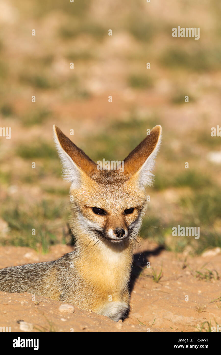 Cape Fox (Vulpes chama), resting at its burrow, portrait, Kalahari ...