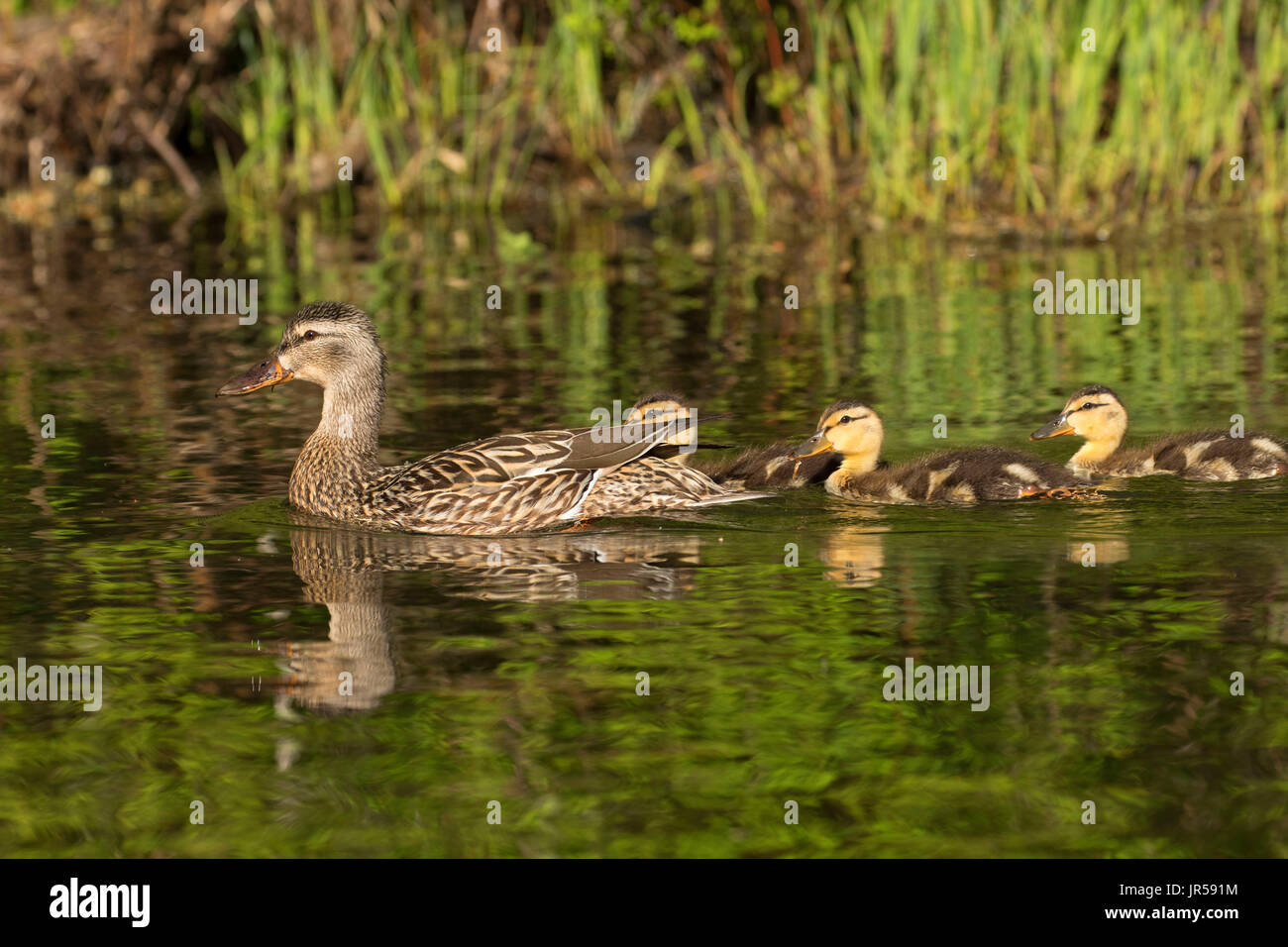 Mallard with chicks at Clear Lake, Willamette National Forest, Oregon ...
