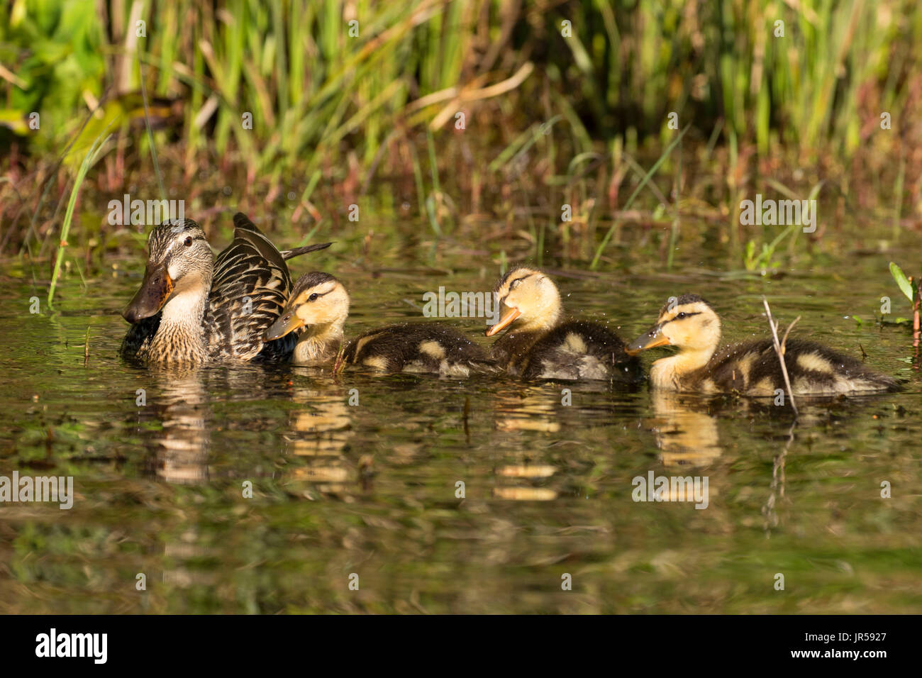 Mallard with chicks at Clear Lake, Willamette National Forest, Oregon ...