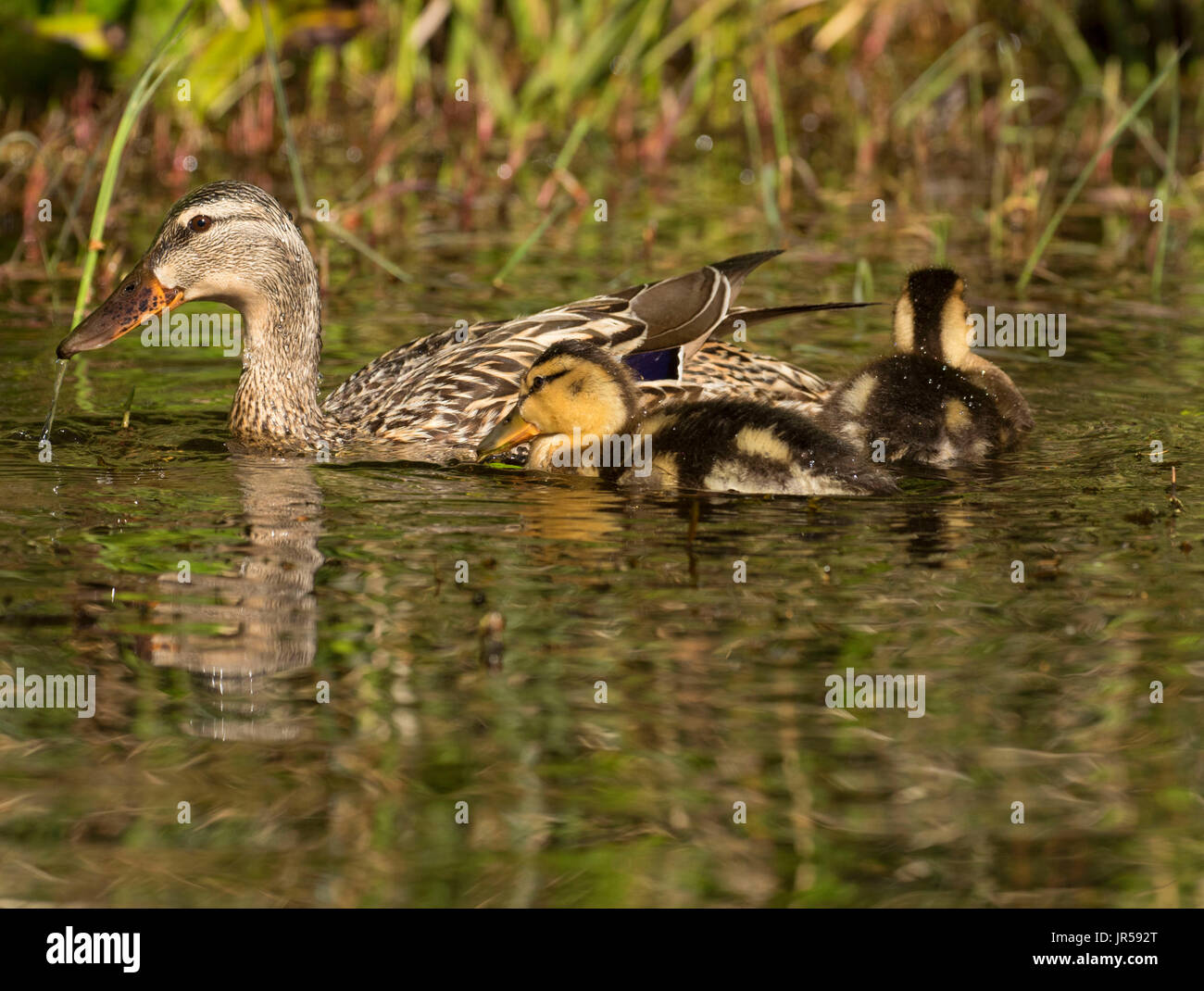 Mallard with chicks at Clear Lake, Willamette National Forest, Oregon ...