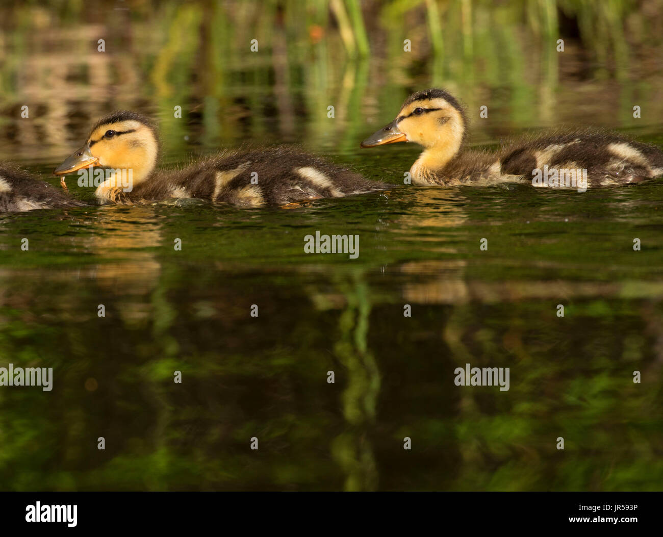 Mallard chicks at Clear Lake, Willamette National Forest, Oregon Stock ...