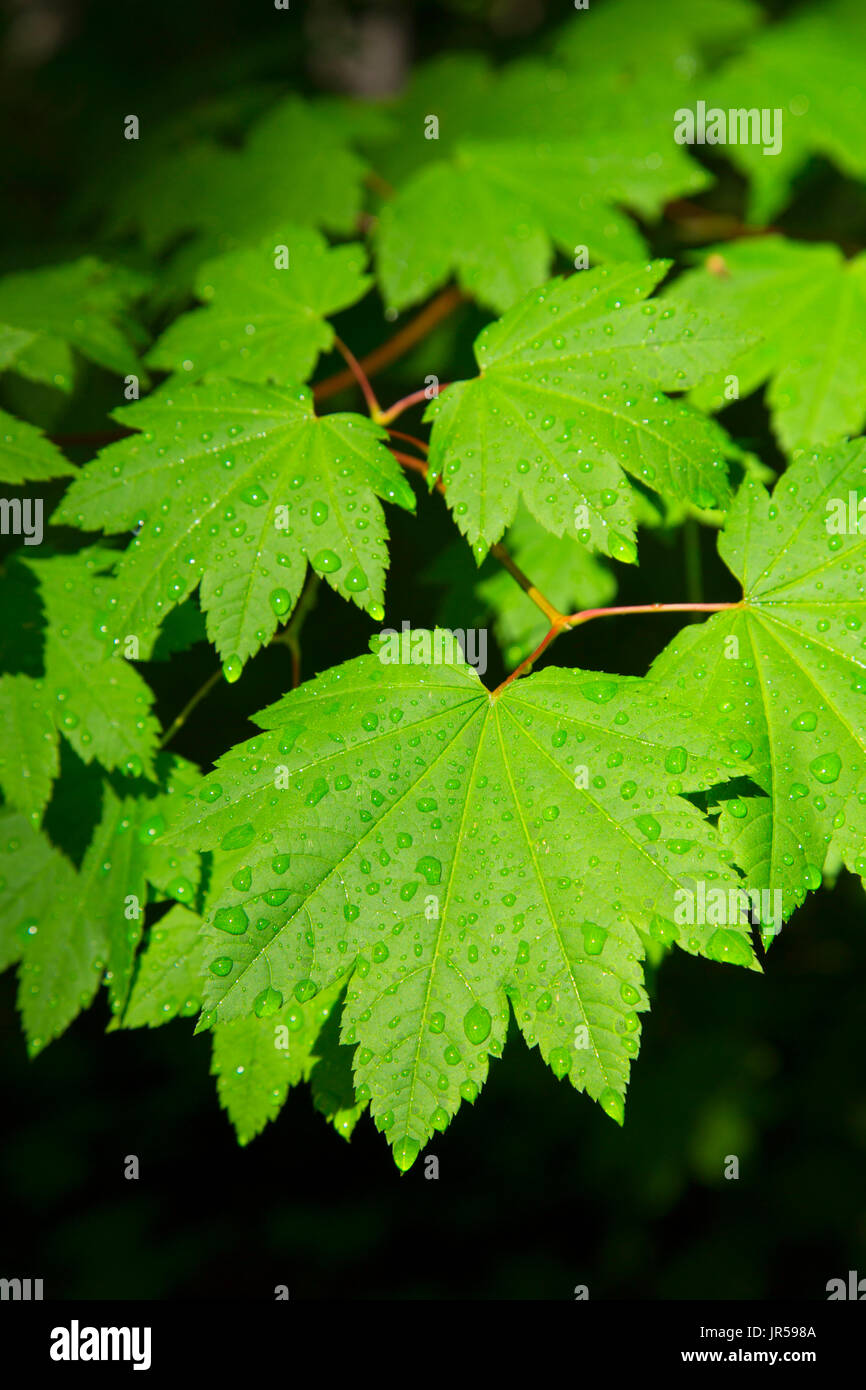 Vine maple (Acer circinatum) leaves along Parrish Lake Trail ...