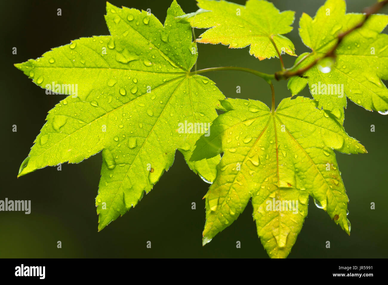 Vine maple (Acer circinatum) leaves along Parrish Lake Trail ...